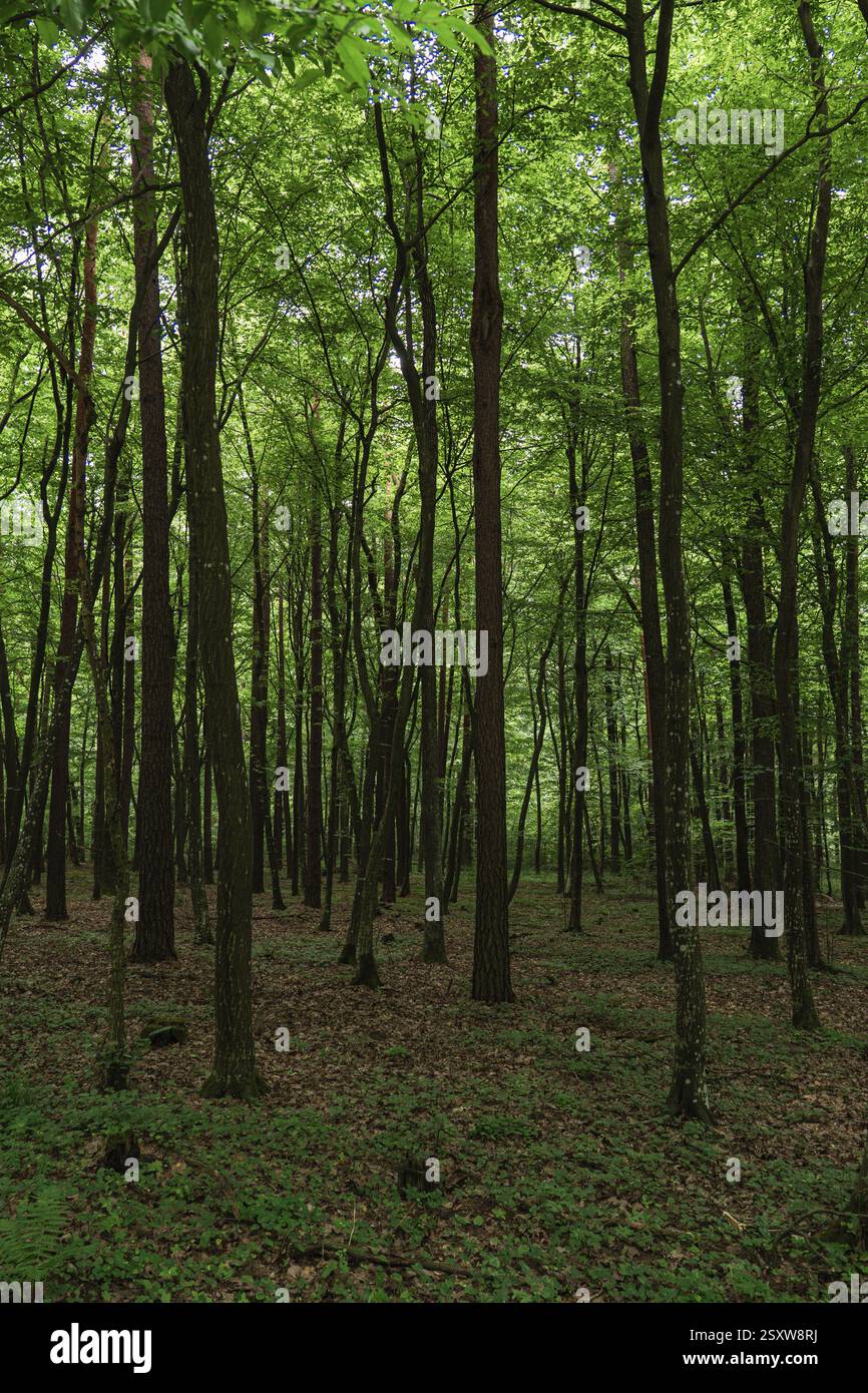 landscape of deciduous forest of the temperate zone Stock Photo - Alamy