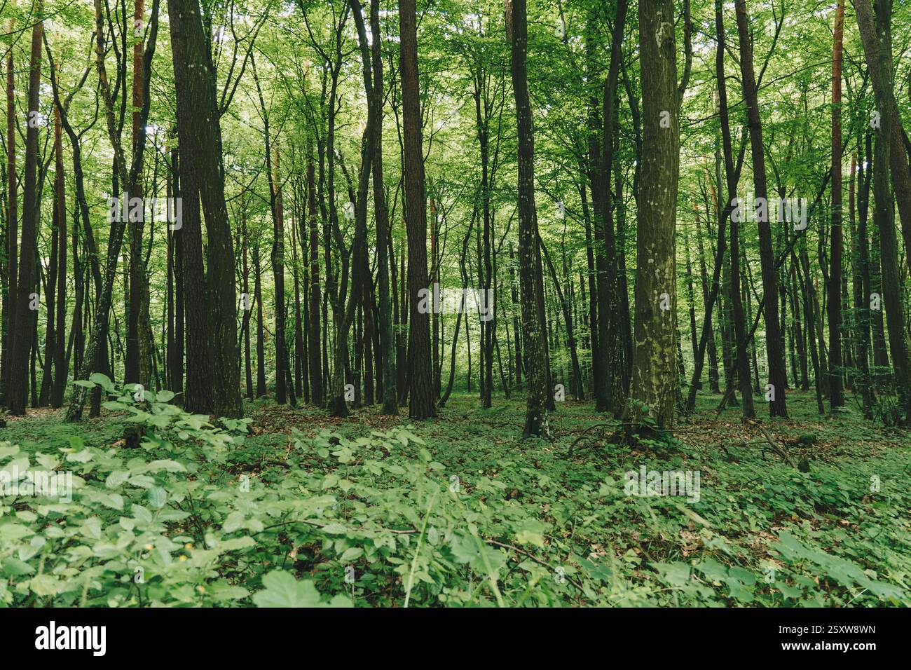 landscape of deciduous forest of the temperate zone Stock Photo - Alamy