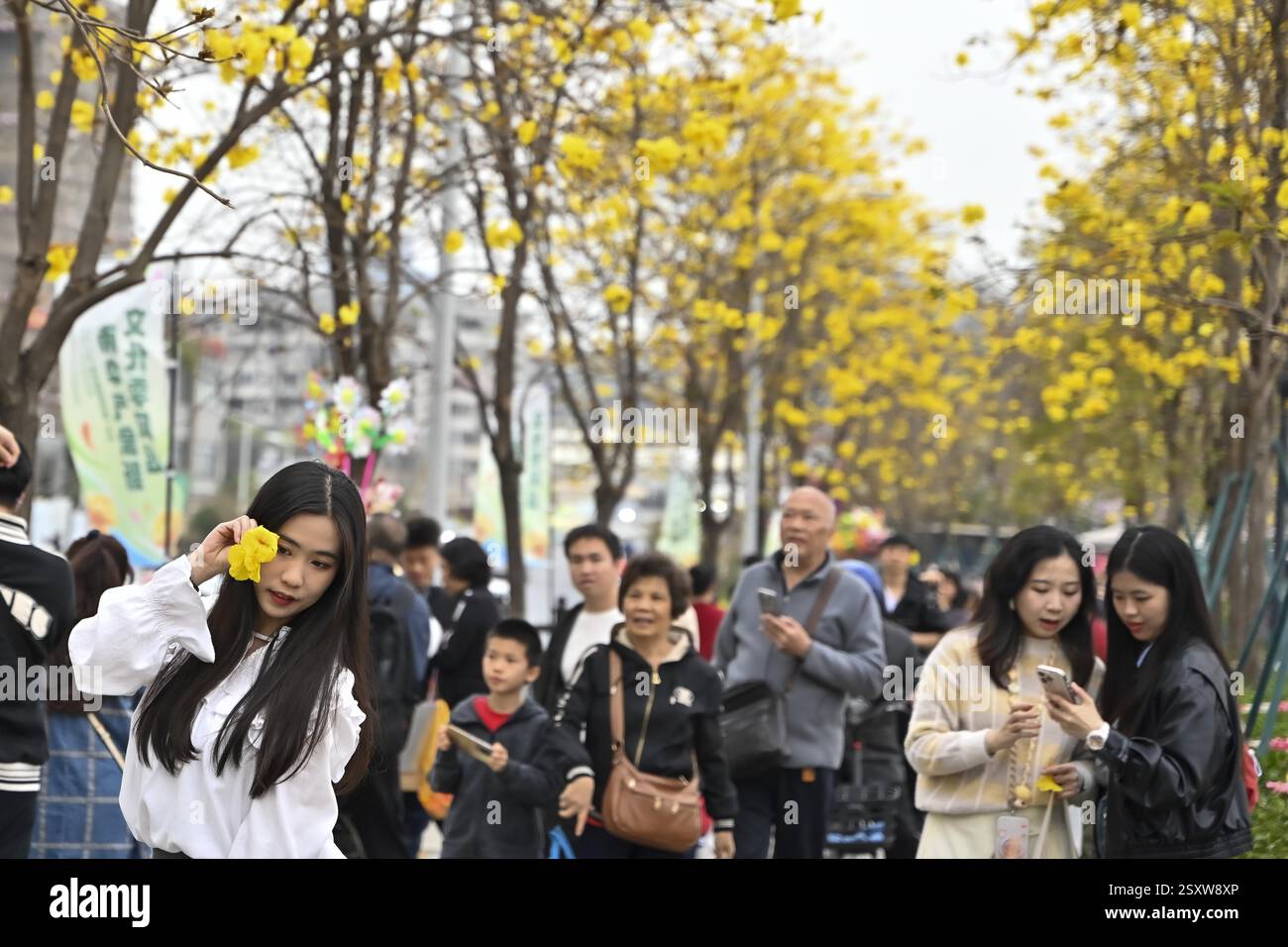 **CHINESE MAINLAND, HONG KONG, MACAU AND TAIWAN OUT** Tabebuia ...