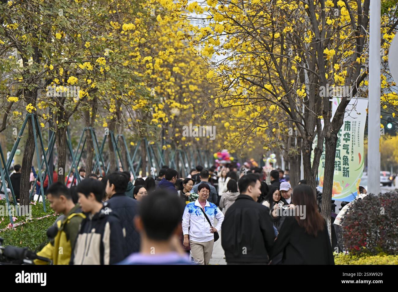 **CHINESE MAINLAND, HONG KONG, MACAU AND TAIWAN OUT** Tabebuia ...