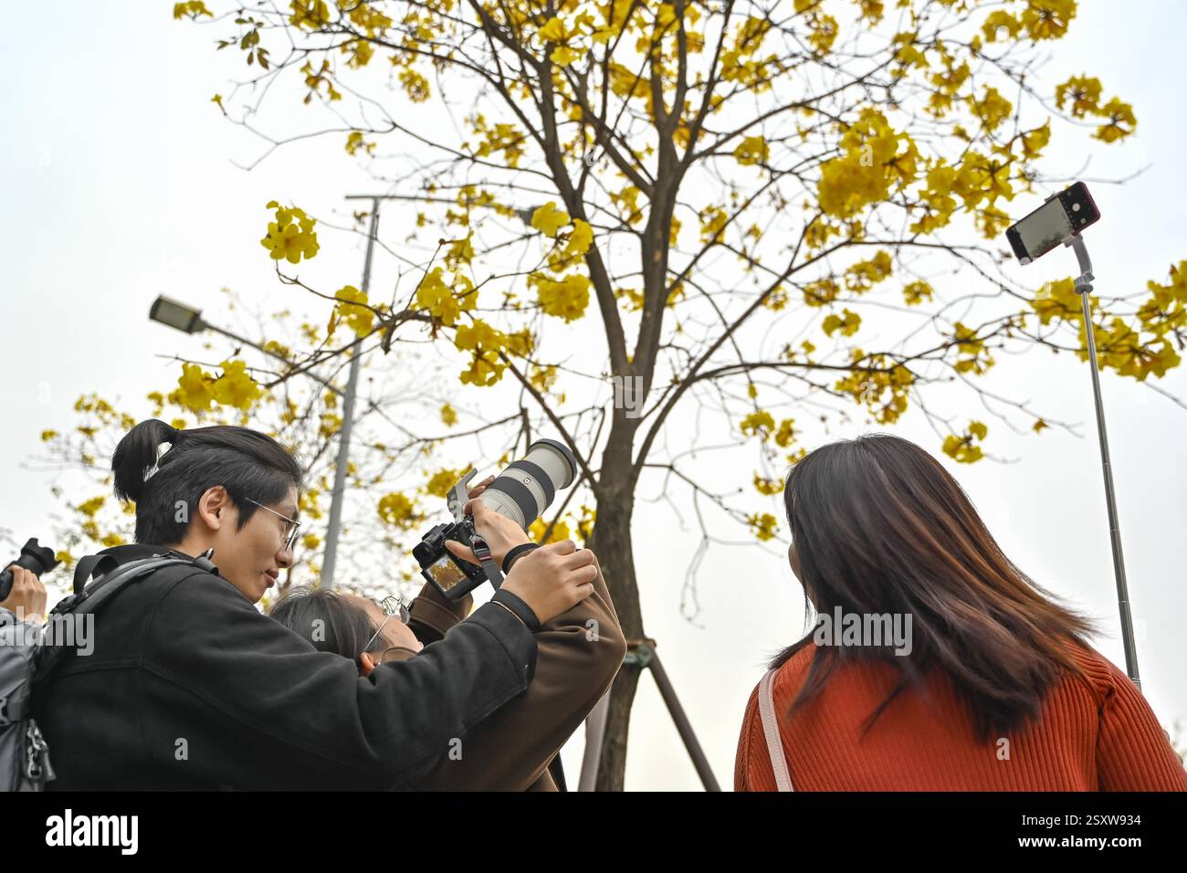 **CHINESE MAINLAND, HONG KONG, MACAU AND TAIWAN OUT** Tabebuia ...