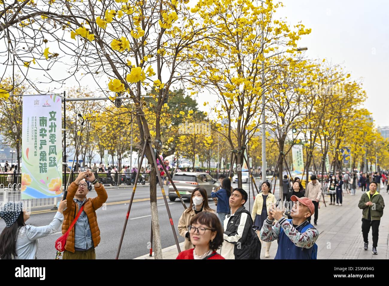 **CHINESE MAINLAND, HONG KONG, MACAU AND TAIWAN OUT** Tabebuia ...