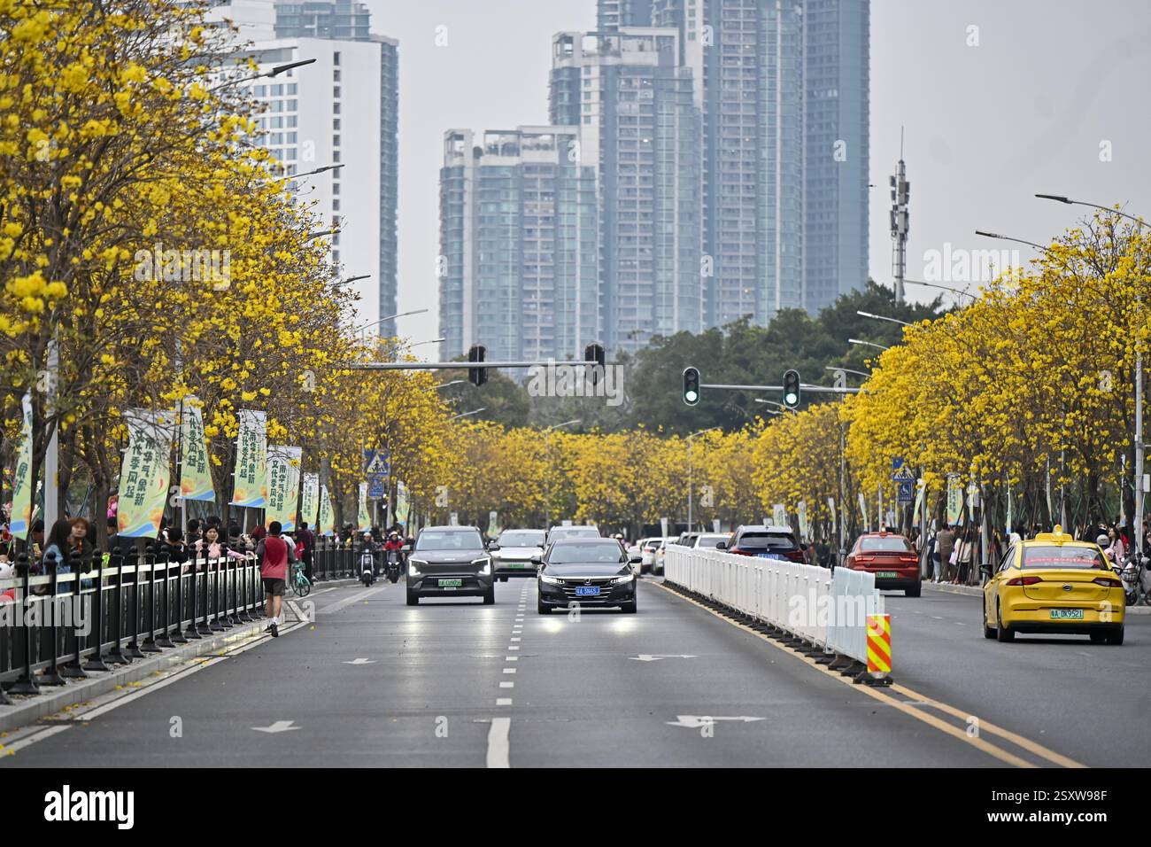 **CHINESE MAINLAND, HONG KONG, MACAU AND TAIWAN OUT** Tabebuia ...