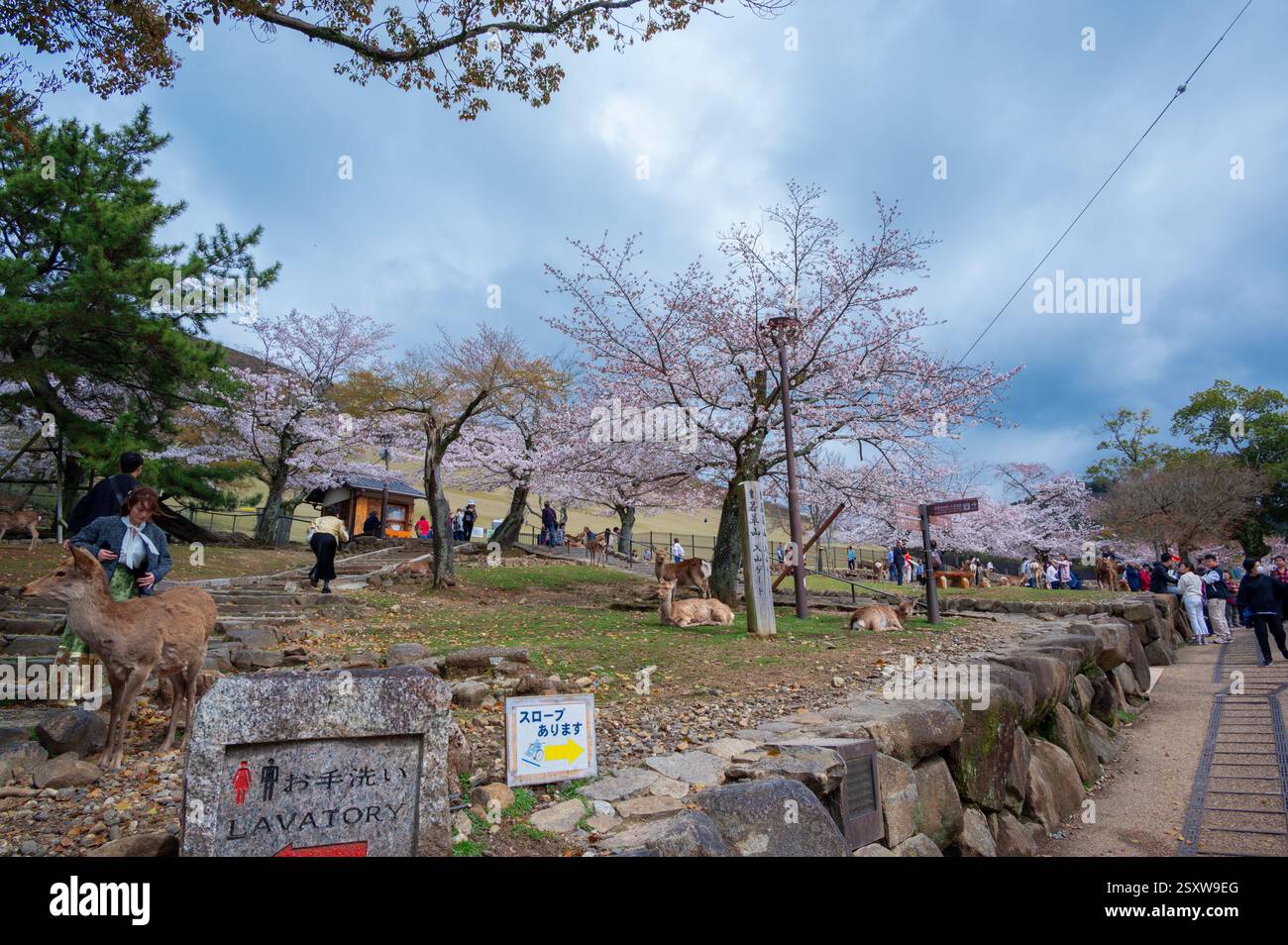 Nara Park is a beautiful park with thousands of free deer roaming ...