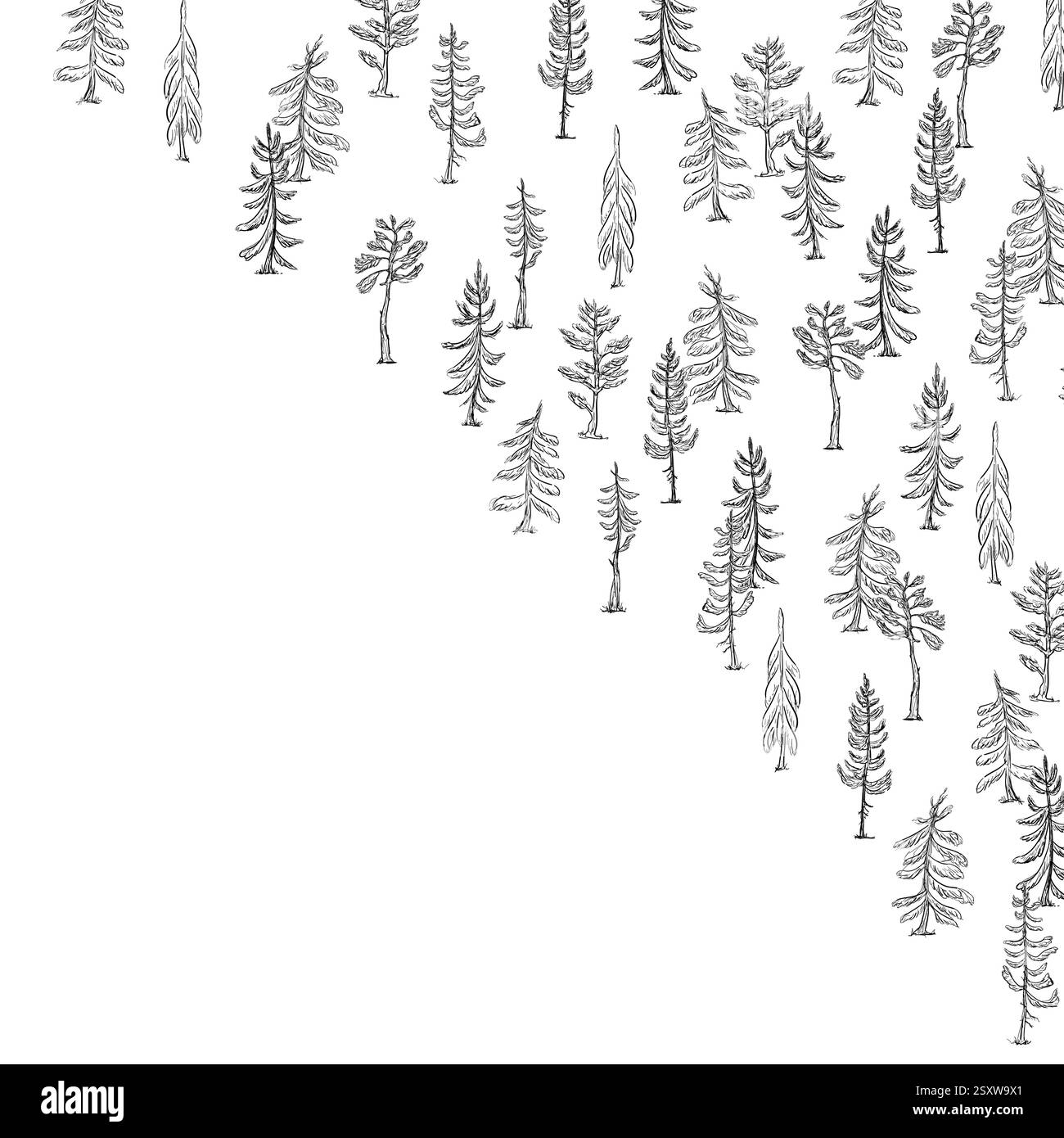 Outline sketch spruce and pine Trees, executed in both Black and White ...