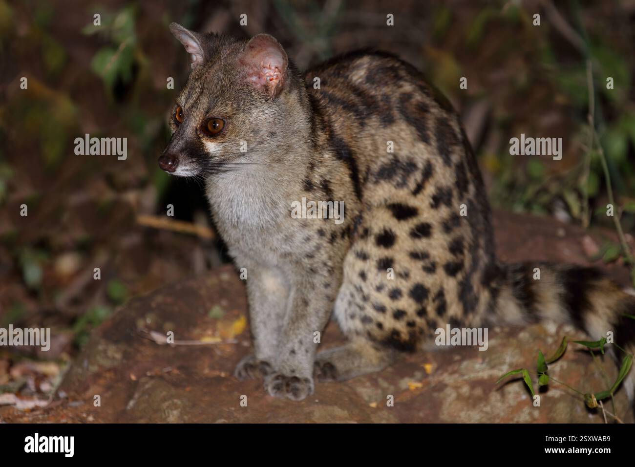 Südliche Großfleck-Ginsterkatze / South African large-spotted genet ...
