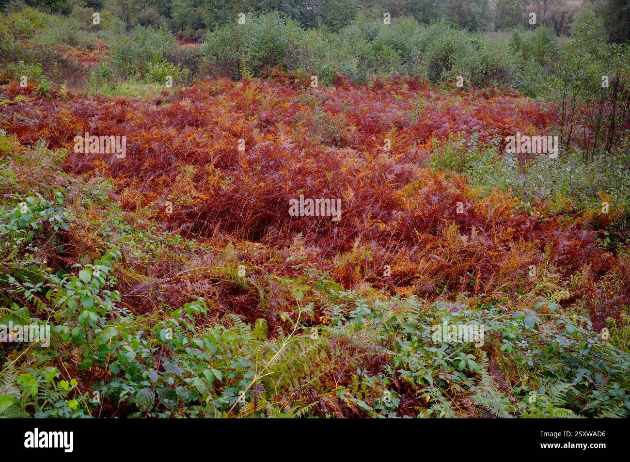 autumn colours of ferns in rural scene of Bosnia and Herzegovina Stock ...