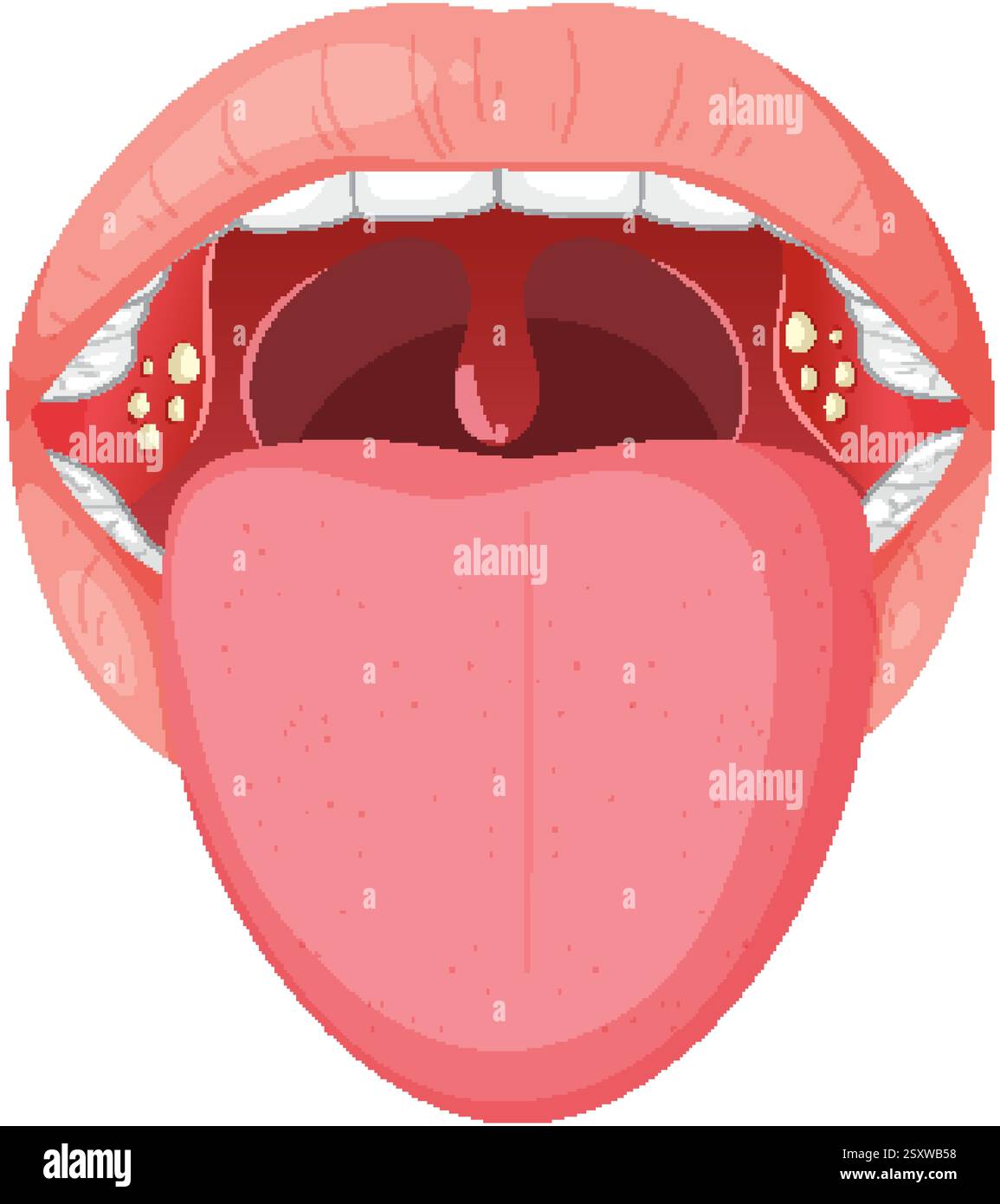 Detailed vector of mouth, tongue, and throat Stock Vector Image & Art ...