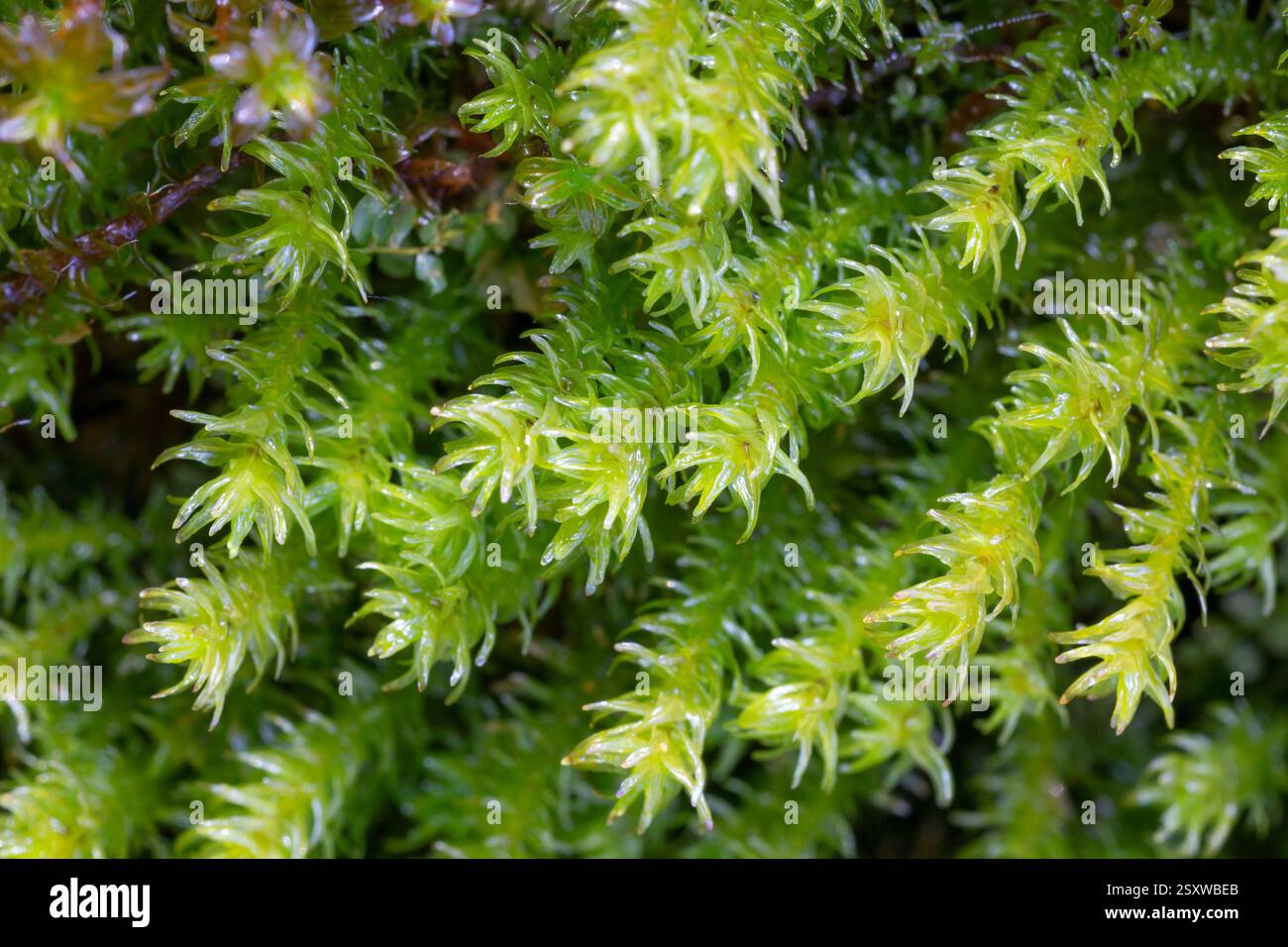 Anomodon viticulosus, Rambling Tail-moss, moist shoots at the base of ...