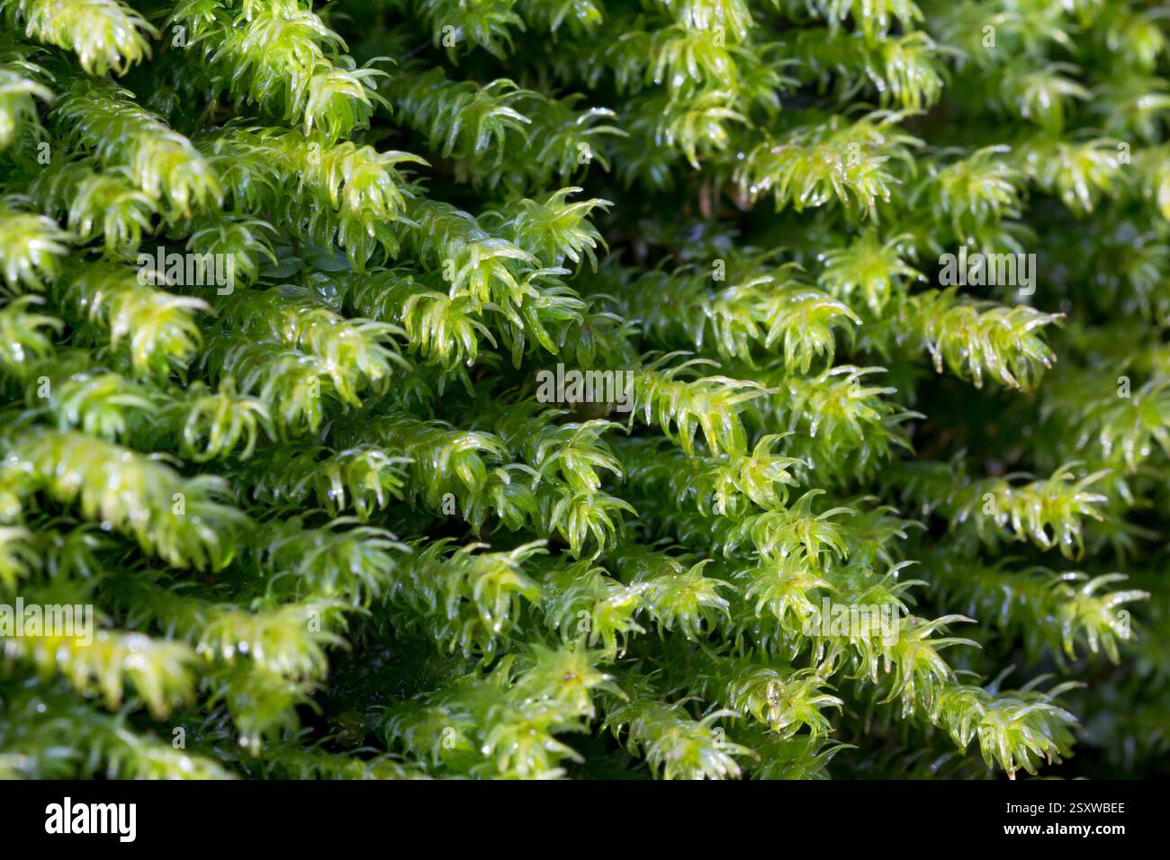 Anomodon viticulosus, Rambling Tail-moss, moist shoots at the base of ...