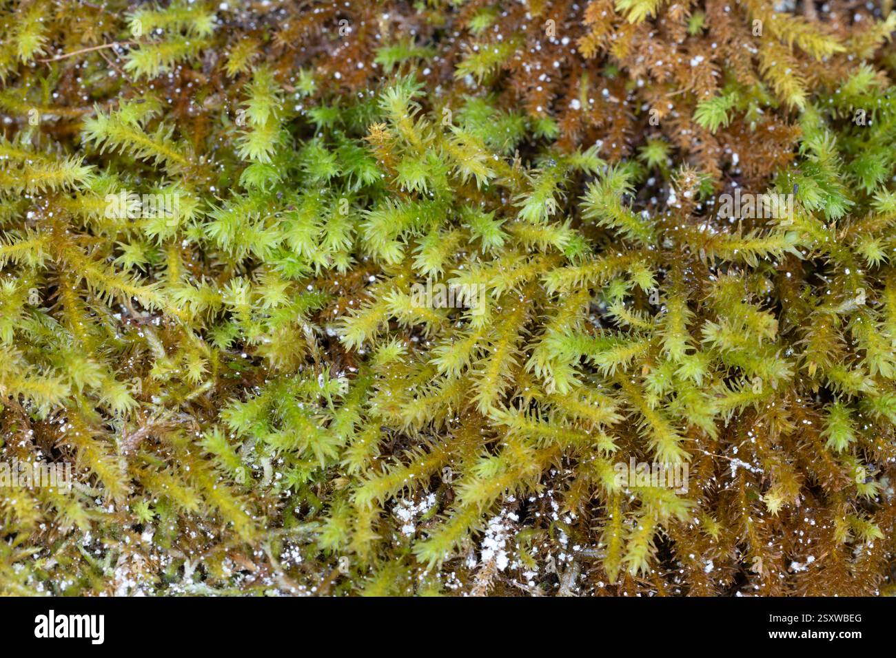Anomodon viticulosus, Rambling Tail-moss, moist shoots at the base of ...