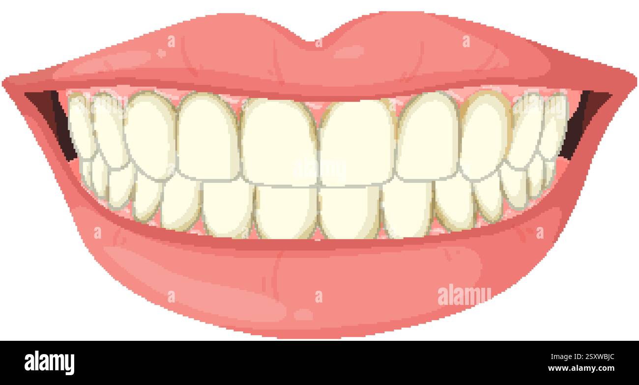 Illustration of a smiling mouth with teeth Stock Vector Image & Art - Alamy