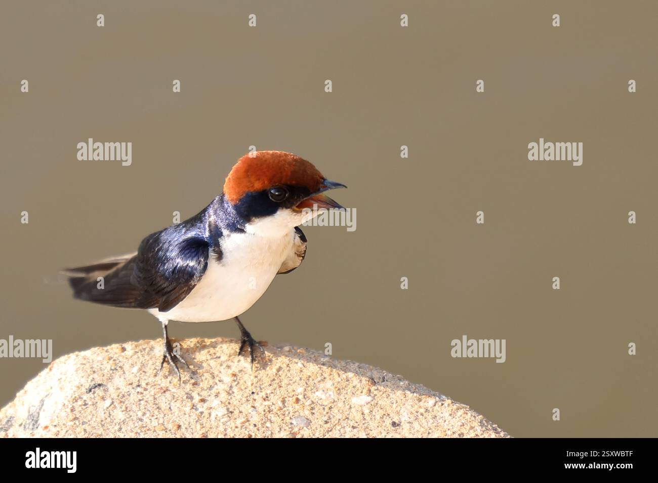 Rotkappenschwalbe / Wire-tailed swallow / Hirundo smithii Stock Photo ...