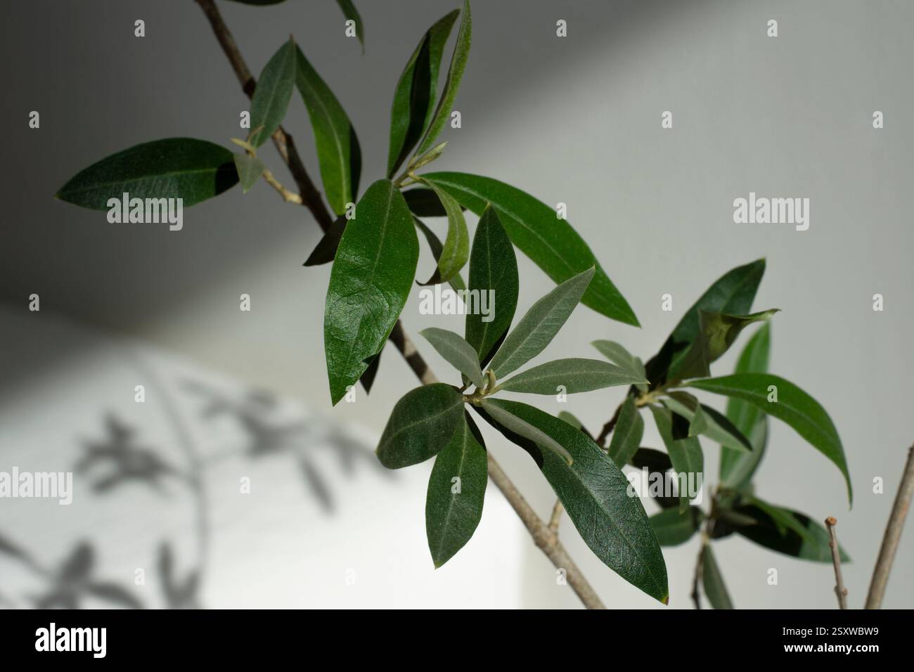 Indoor potted olive tree hi-res stock photography and images - Alamy