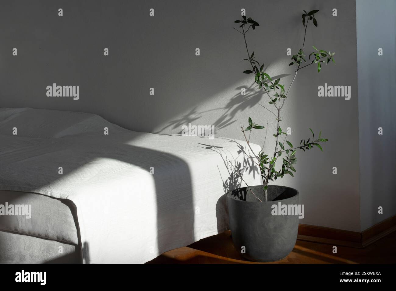 Indoor potted olive tree hi-res stock photography and images - Alamy