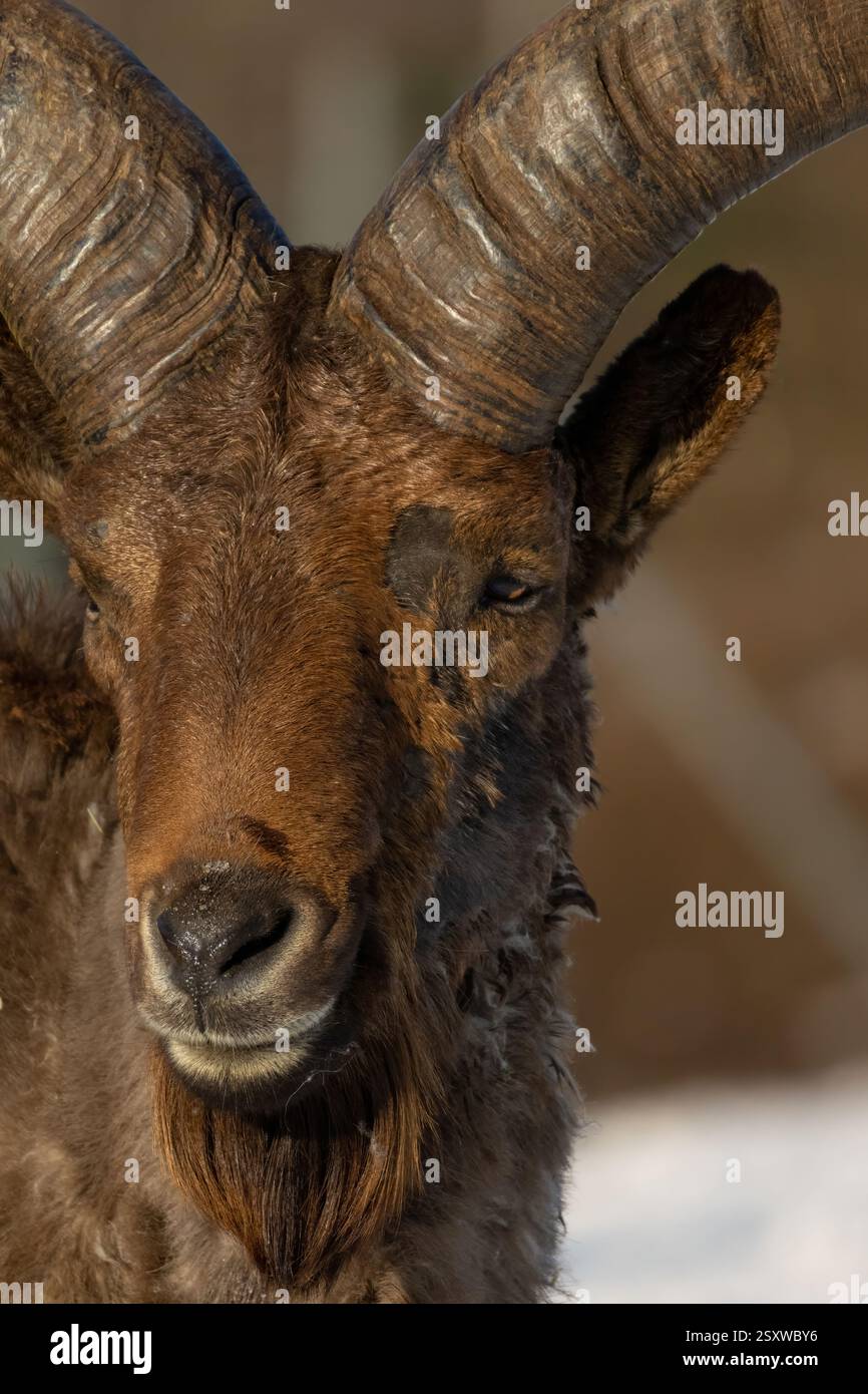 East Caucasian tur (Capra caucasica cylindricornis), also known as the ...