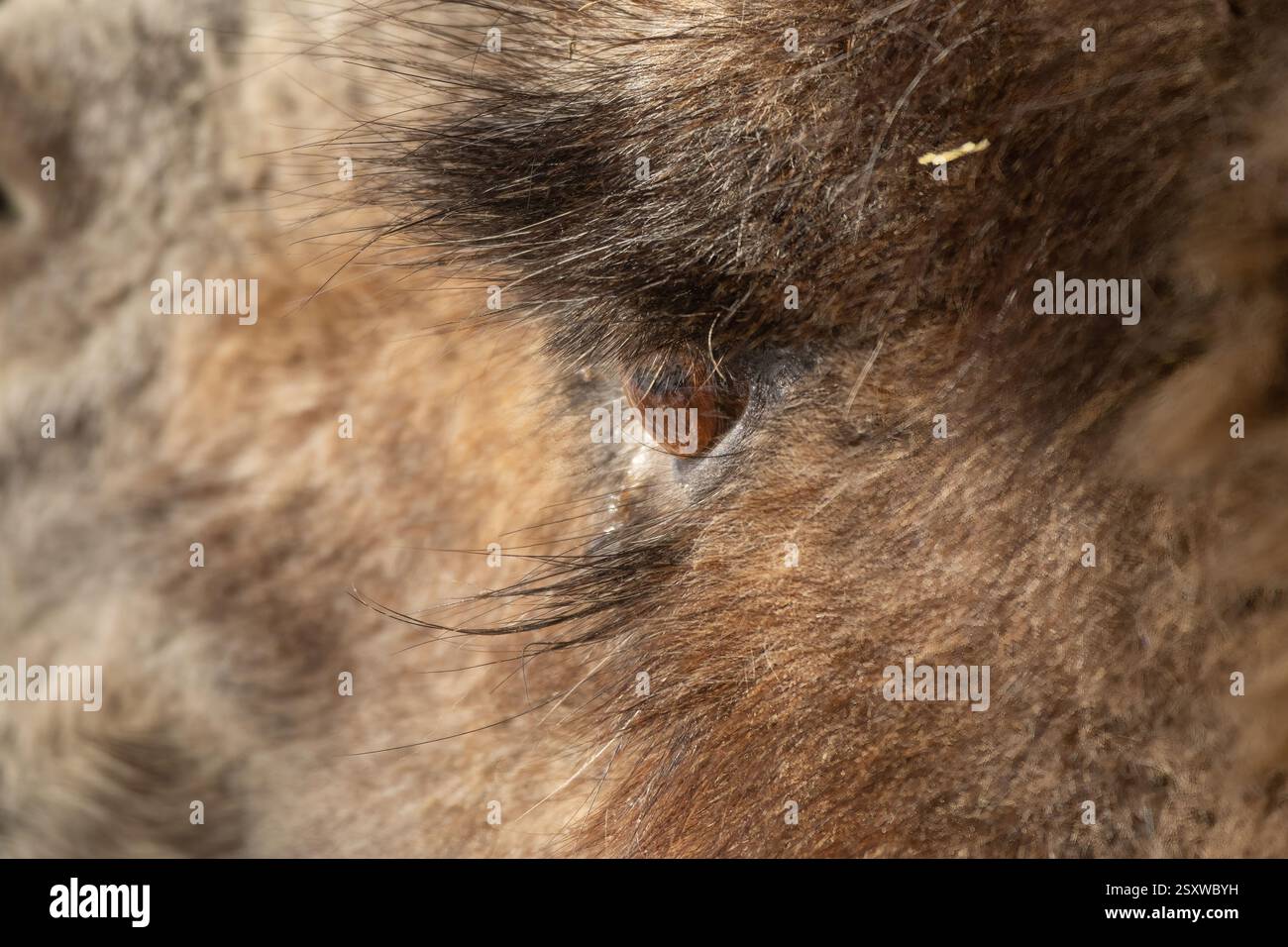 Bactrian Camel. Wild camels Camelus ferus live only in Gobi and Gashun ...