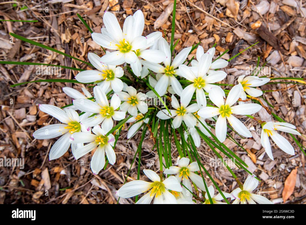 Storm in australian garden hi-res stock photography and images - Alamy