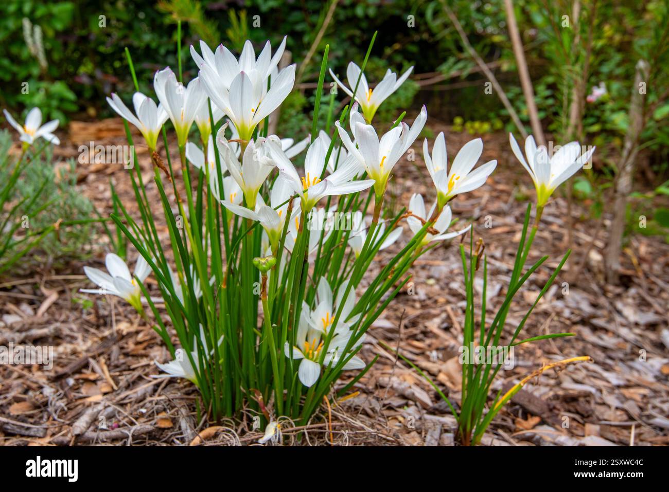 Rain lily, Autumn Crocus or storm lilly (Zephyranthes candida Osaka ...