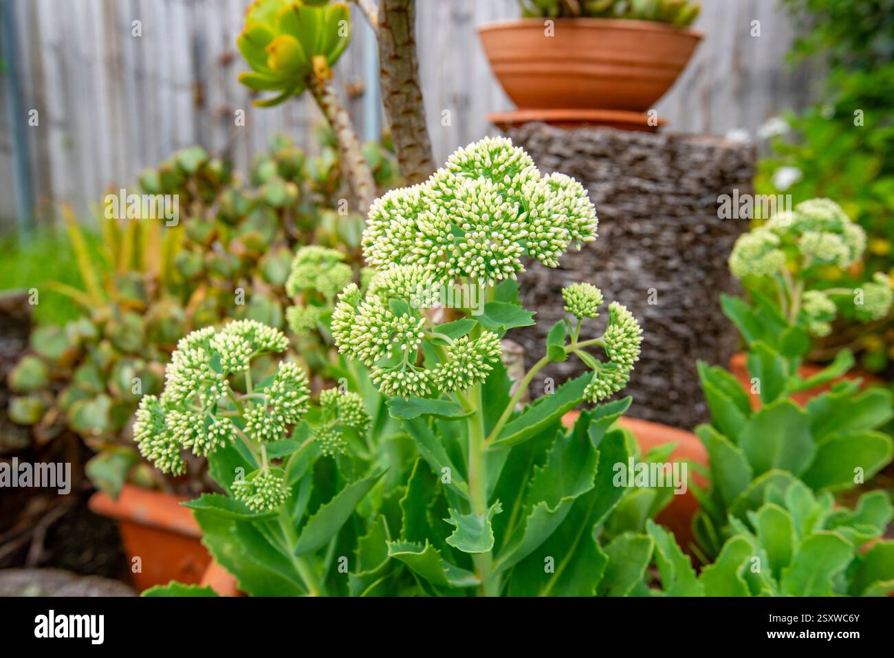 A Sedum or Stonecrop plant, an old-fashioned style perennial growing in ...