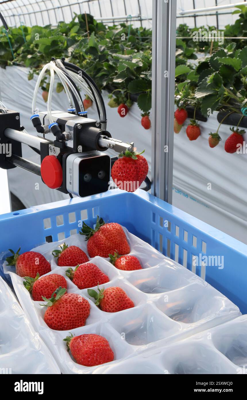 A photo shows an AI (artificial intelligence) strawberry harvesting robot "AI Strawberry ...