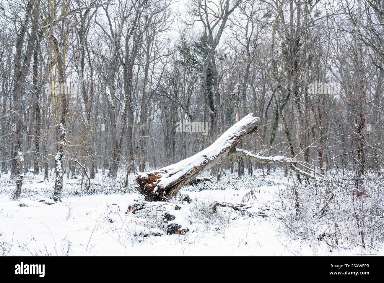 Log in snowy forest hi-res stock photography and images - Alamy