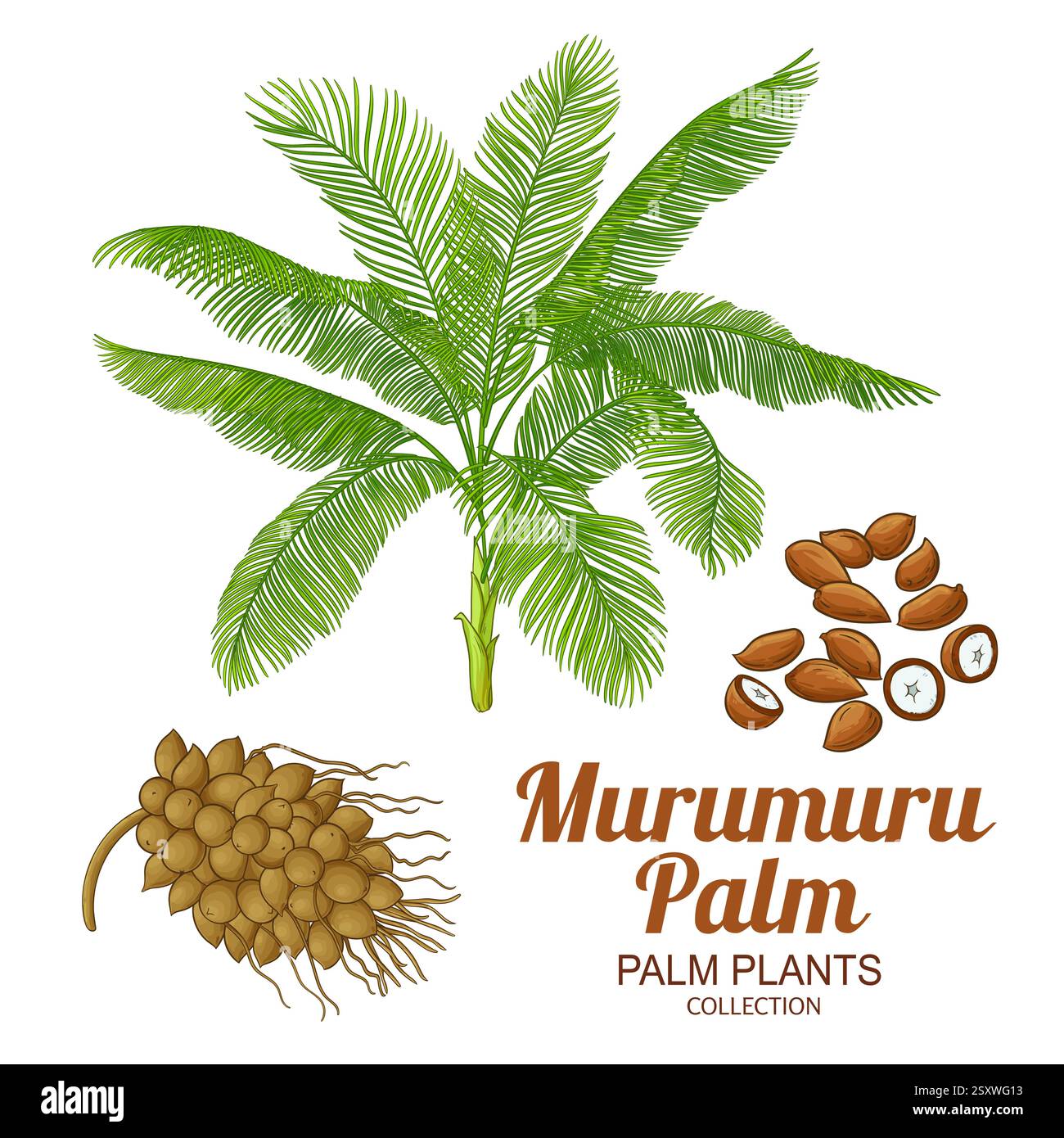Murumuru Palm Colored Detailed Illustration Stock Vector Image & Art ...