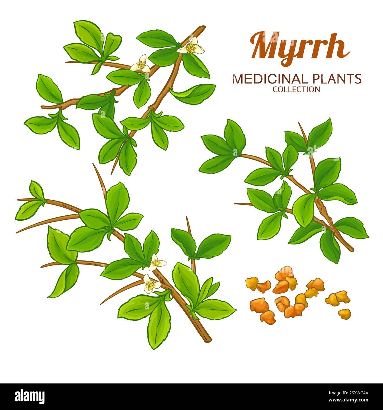 Myrrh Branch Colored Detailed Illustration Stock Vector Image & Art - Alamy