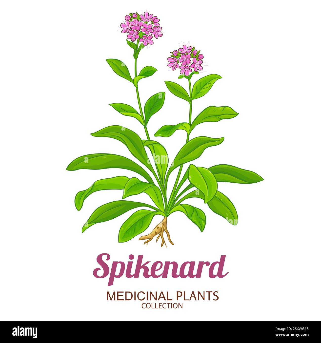 Spikenard Plant Colored Detailed Illustration Stock Vector Image & Art ...