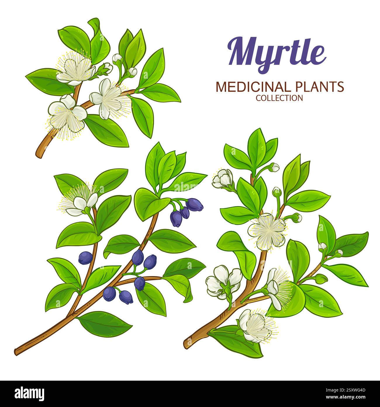 Myrtle Branch Colored Detailed Illustration Stock Vector Image & Art ...