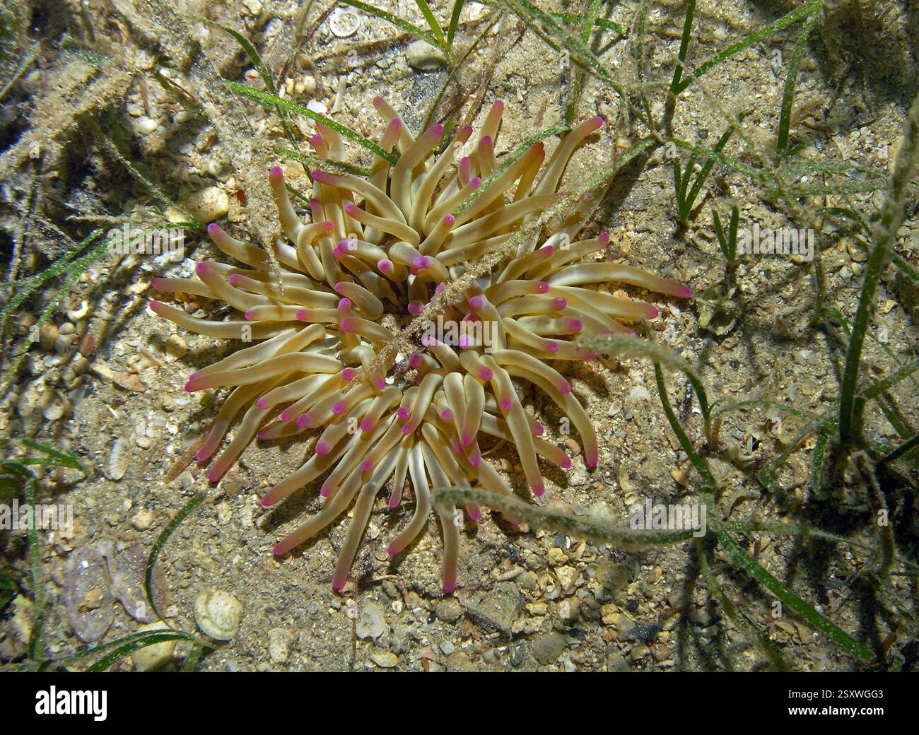 Mediterranean snakelocks sea anemone in Adriatic sea, Croatia Stock ...