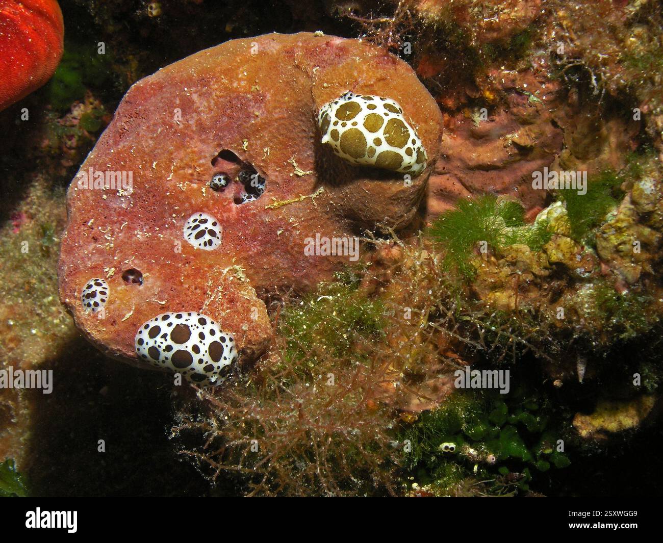 Dotted sea slug in Adriatic sea near Hvar island Stock Photo - Alamy