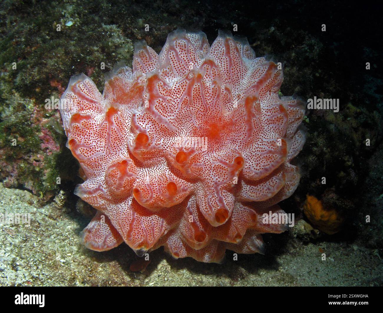 Marine life in Adratic sea, Croatia Stock Photo - Alamy