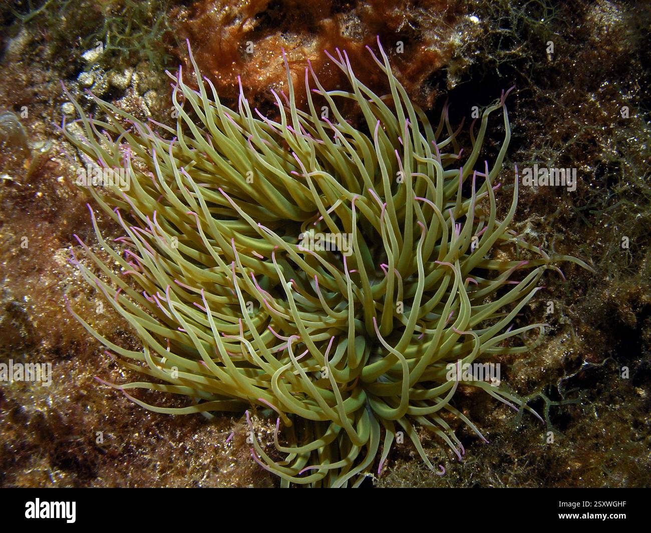 Mediterranean snakelocks sea anemone in Adriatic sea, Croatia Stock ...
