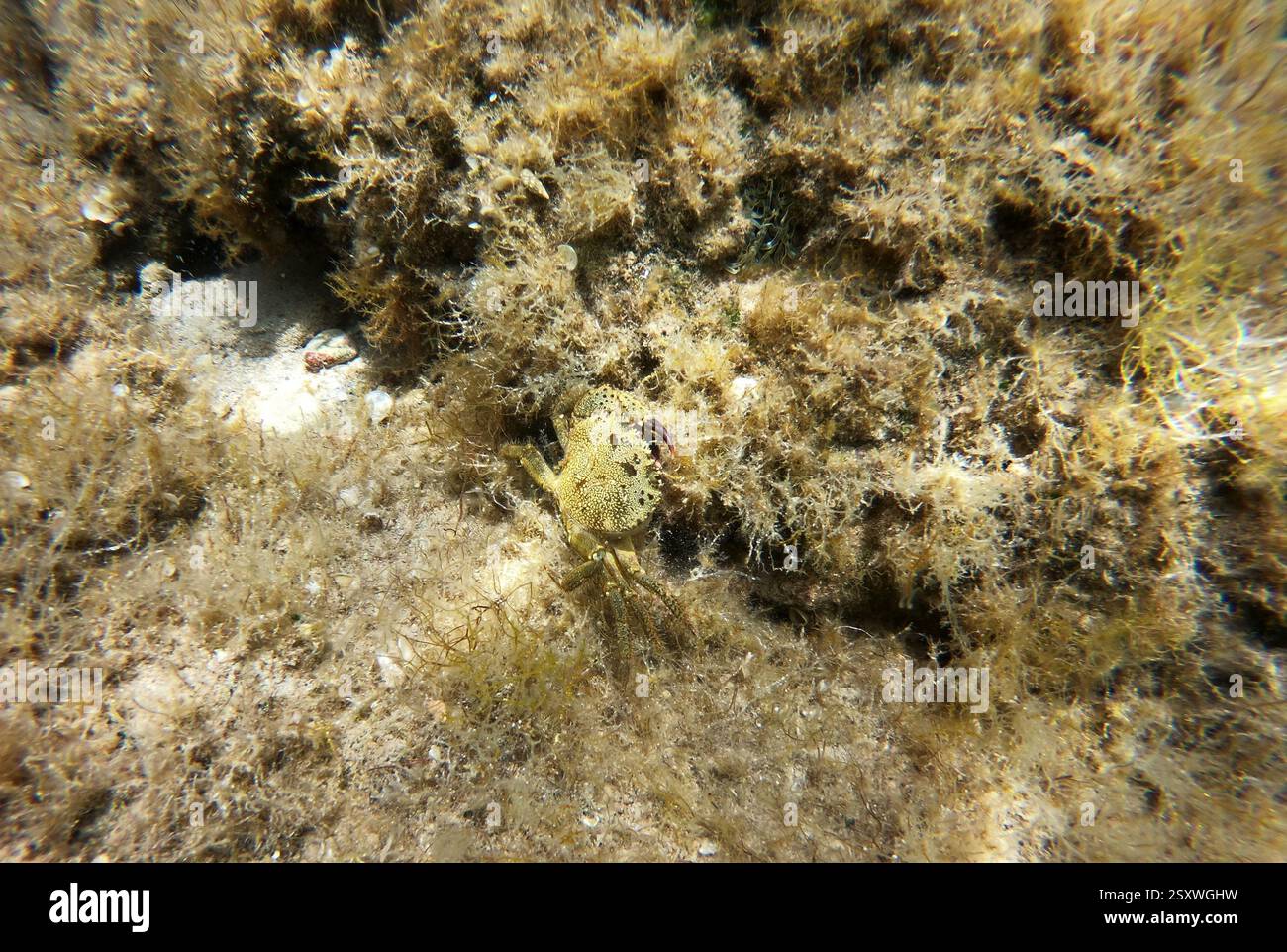 Marine life in Adratic sea, Croatia Stock Photo - Alamy