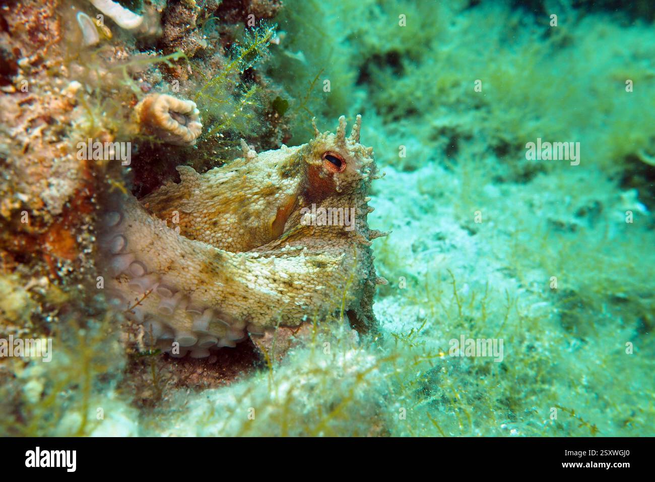 Common octopus in Adriatic sea, Croatia Stock Photo - Alamy