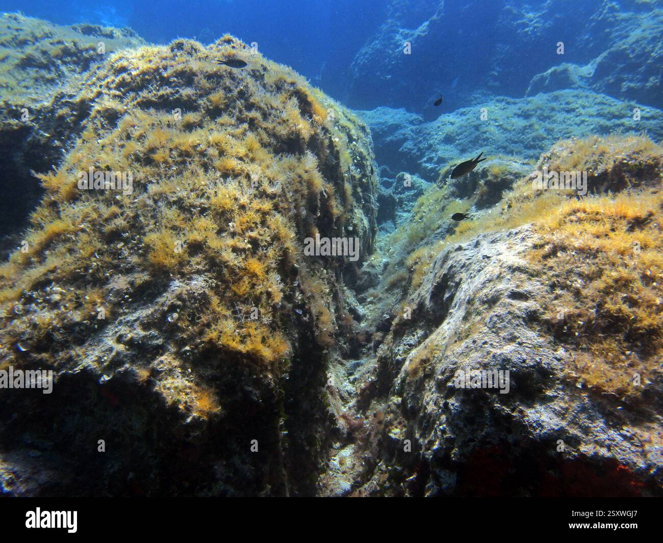 Underwater landscape - rock formations in Adriatic sea near Hvar island ...