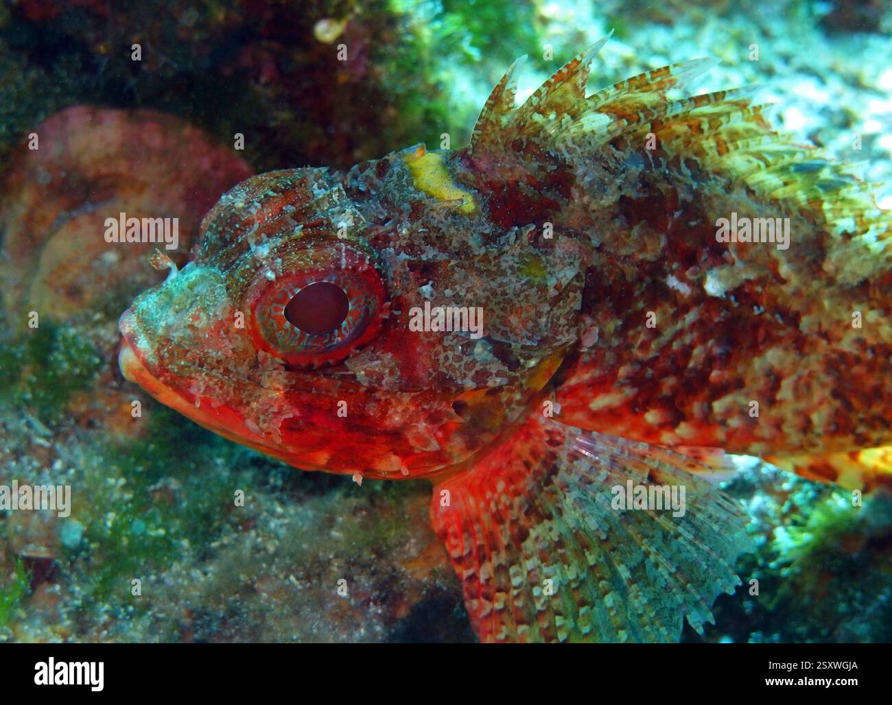 Scorpionfish in Adriatic sea, Croatia Stock Photo - Alamy