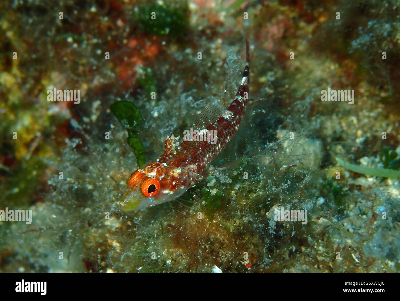 Goby fish in Adriatic sea near Hvar island, Croatia Stock Photo - Alamy