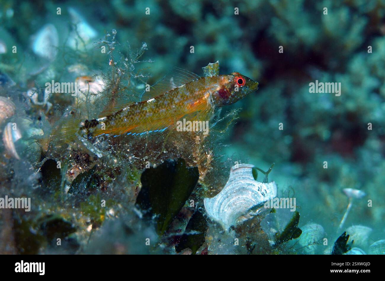 Goby fish in Adriatic sea near Hvar island, Croatia Stock Photo - Alamy
