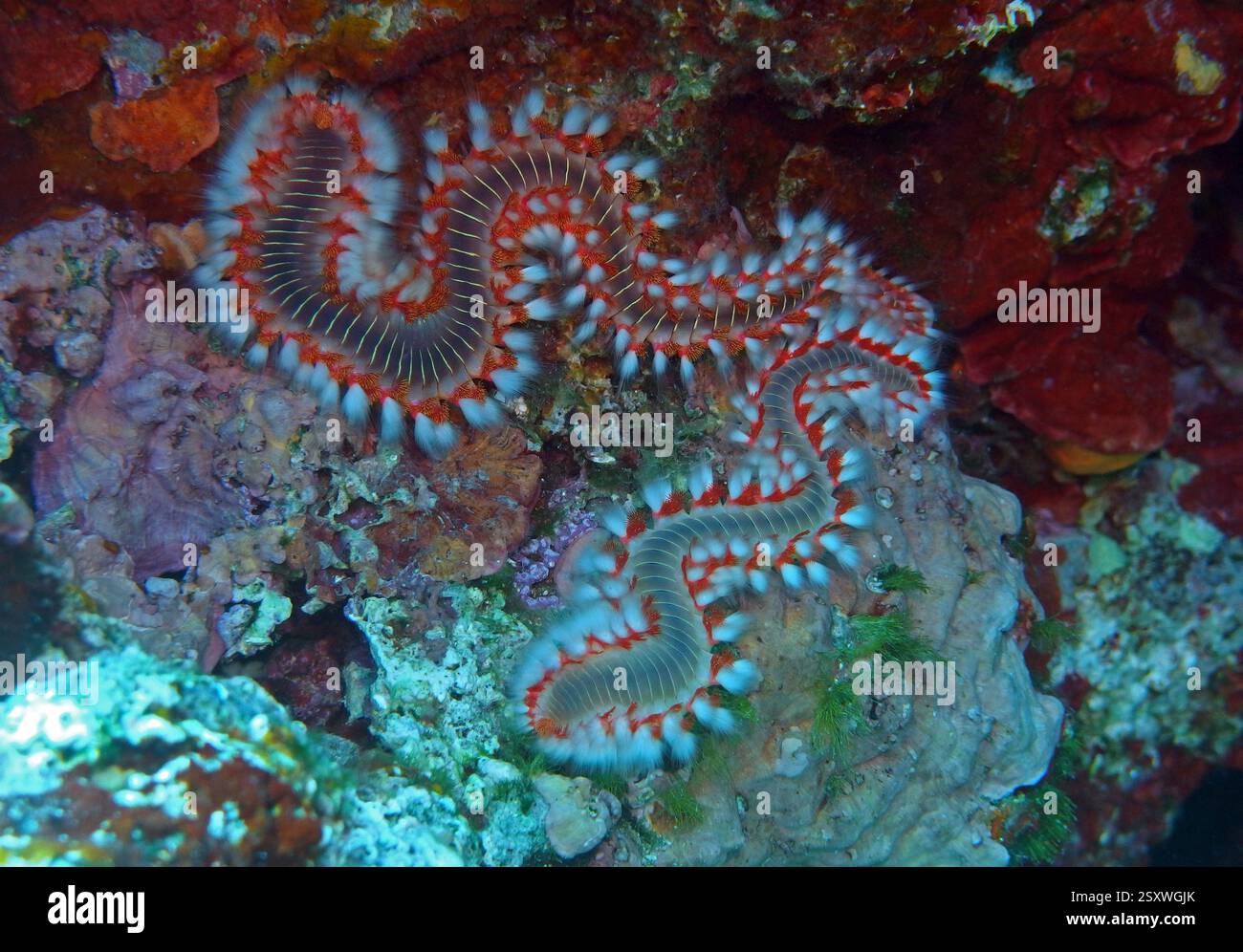 Marine centipede hi-res stock photography and images - Alamy