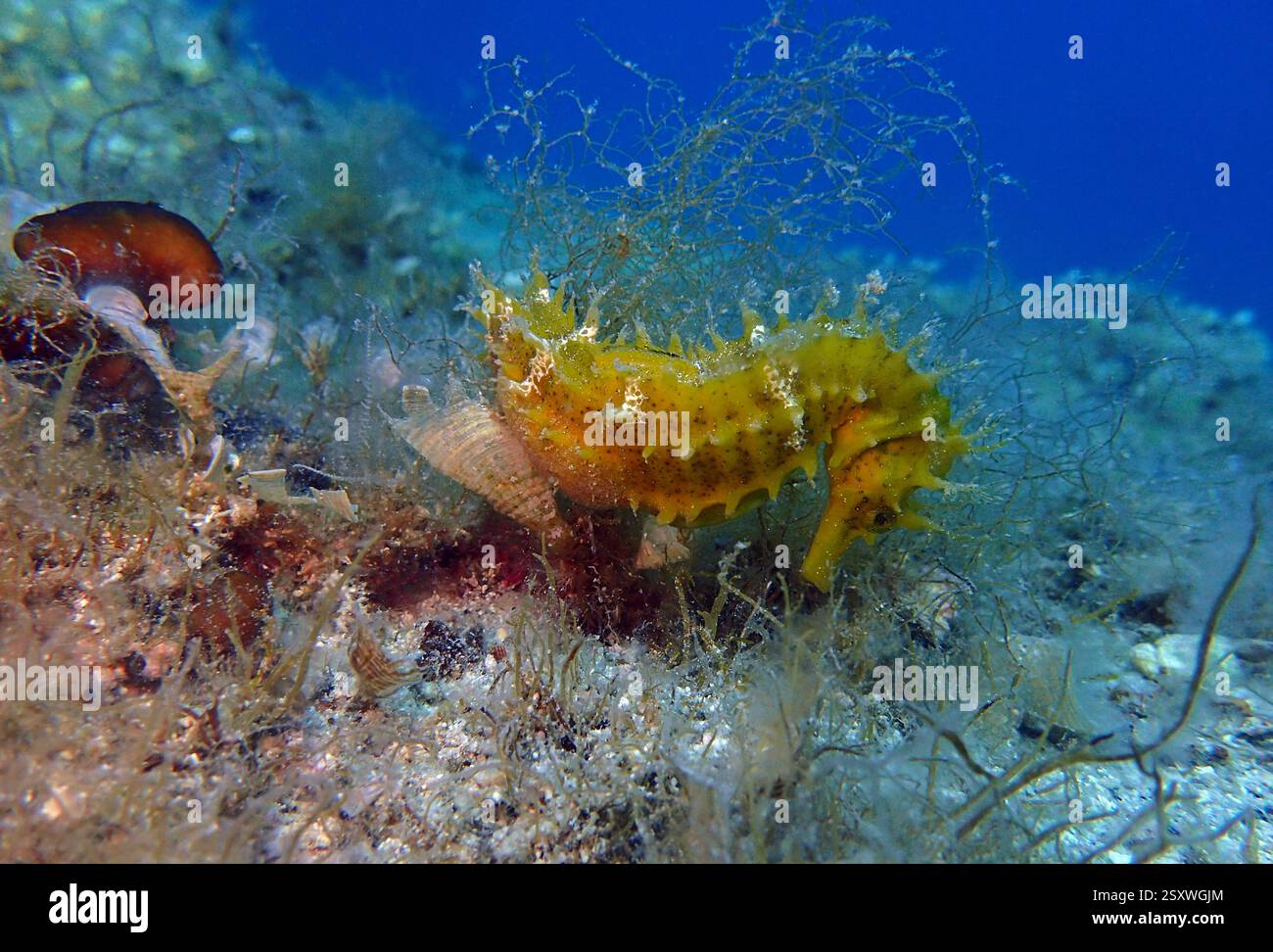 Long-snouted seahorse (Hippocampus guttulatus) in Adriatic sea, Croatia ...