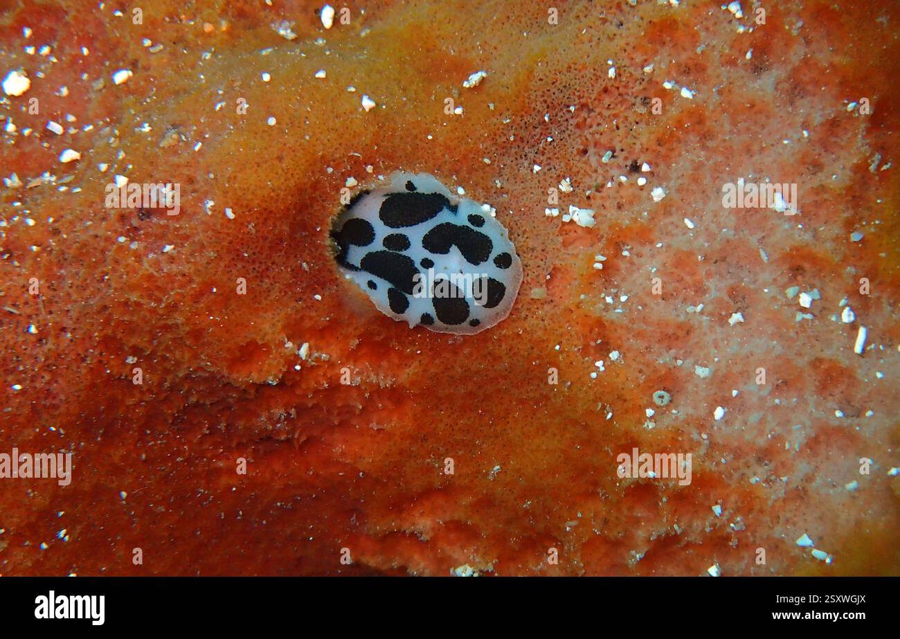Dotted sea slug in Adriatic sea near Hvar island Stock Photo - Alamy