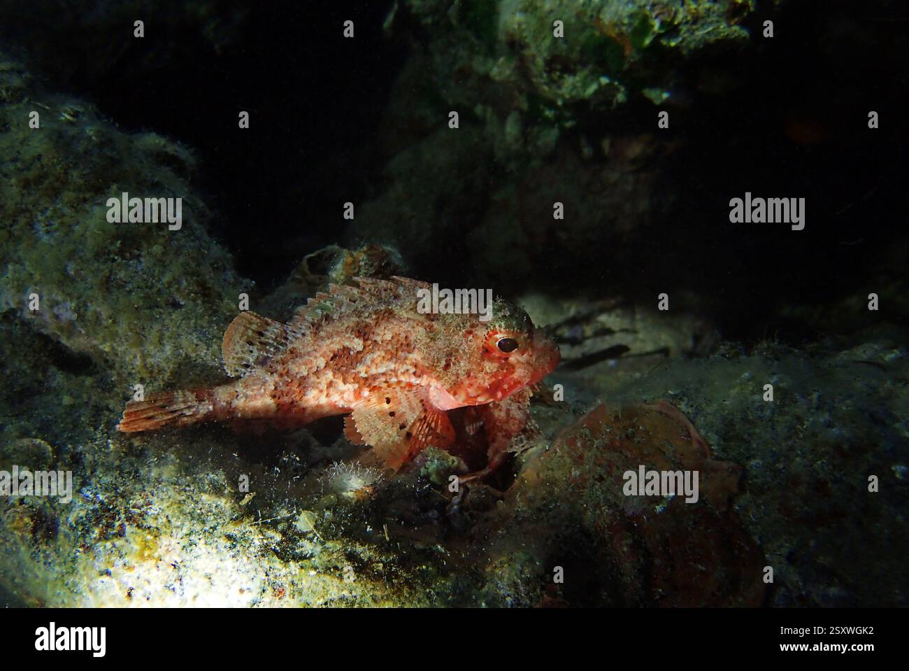 Scorpionfish in Adriatic sea, Croatia Stock Photo - Alamy