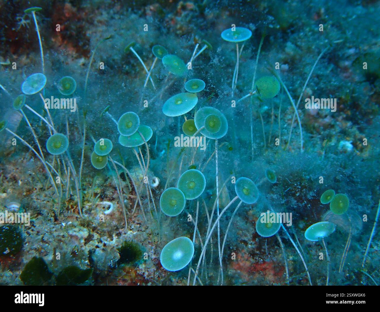 Diving in underwater marine wildlife hi-res stock photography and ...