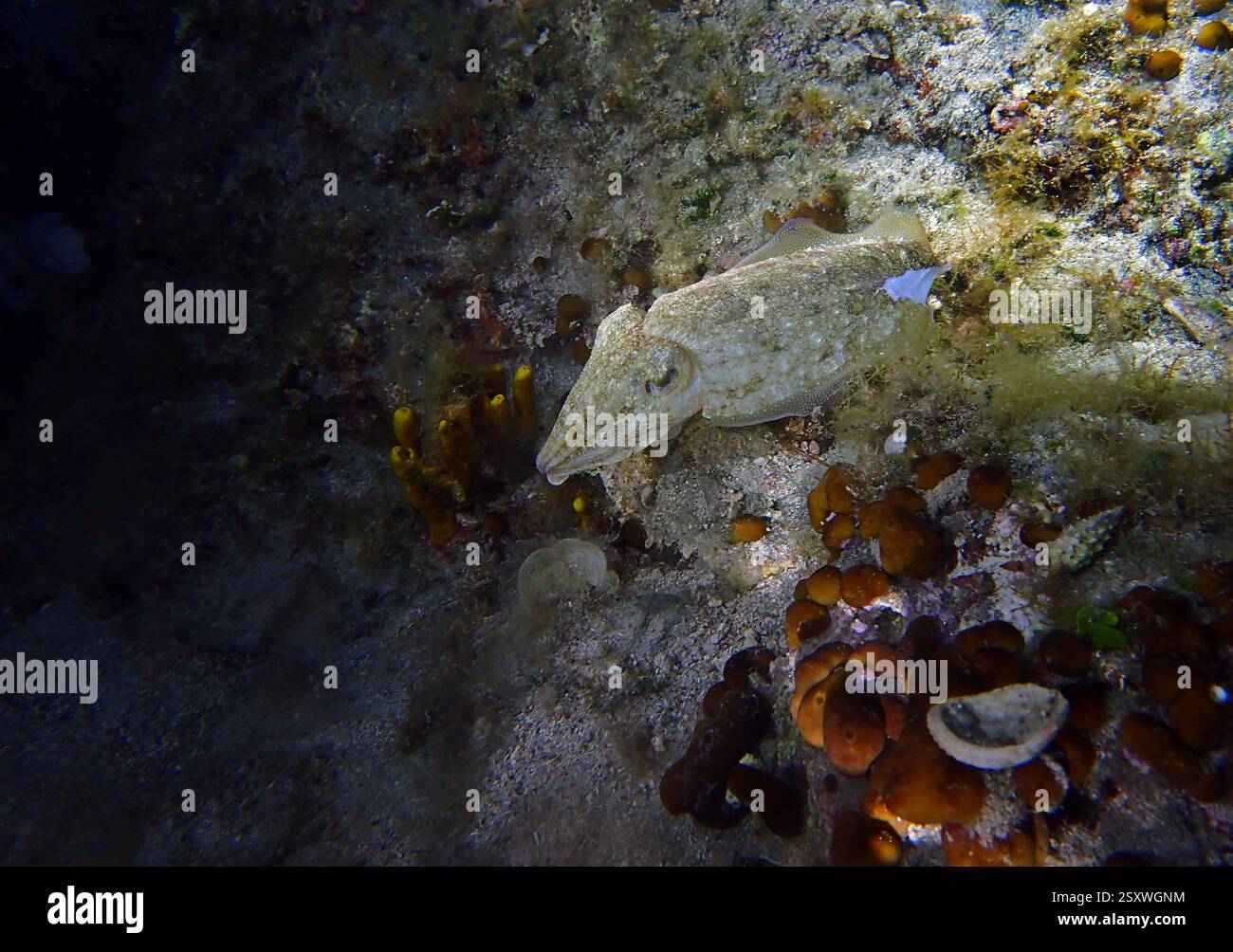 Common cuttlefish in Adriatic Sea near Hvar Island Stock Photo - Alamy