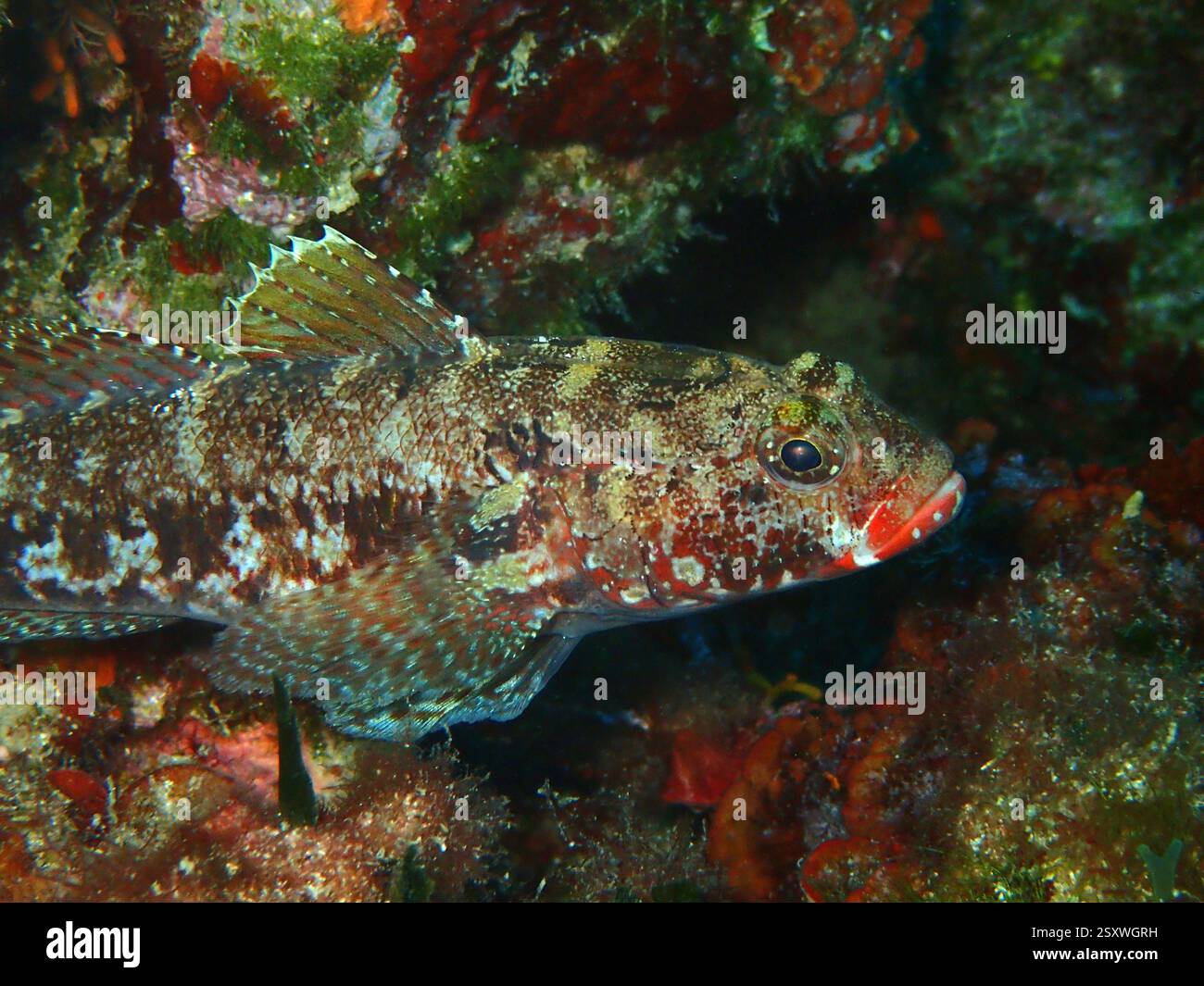 Goby fish in Adriatic sea near Hvar island, Croatia Stock Photo - Alamy