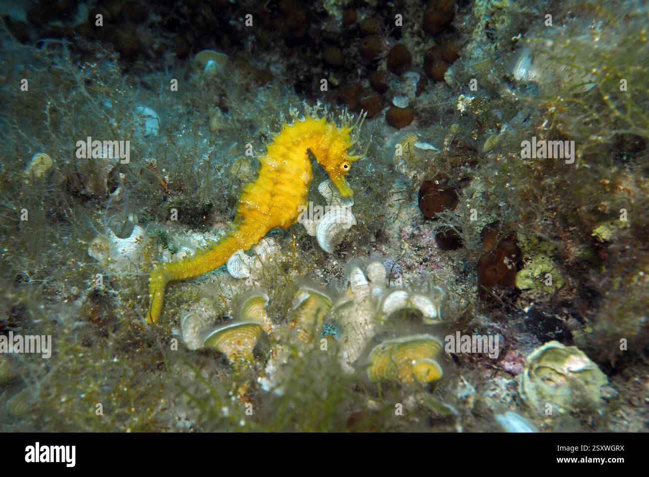 Long-snouted seahorse (Hippocampus guttulatus) in Adriatic sea, Croatia ...
