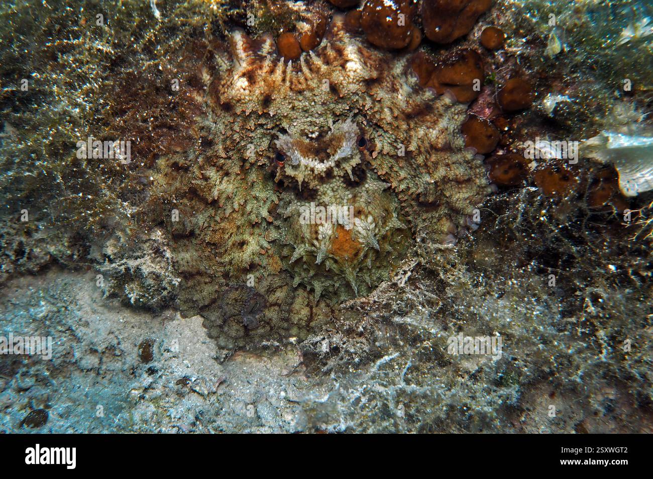 Common octopus in Adriatic sea, Croatia Stock Photo - Alamy
