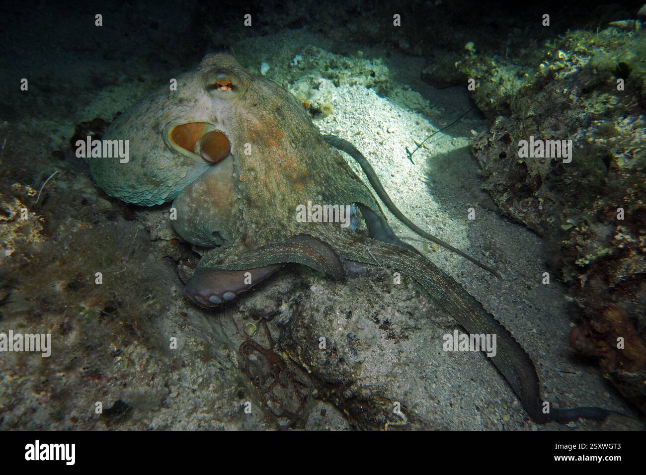 Common octopus in Adriatic sea, Croatia Stock Photo - Alamy